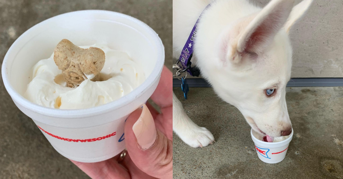 Pawsome Cream Delight | Wendwood Pool
